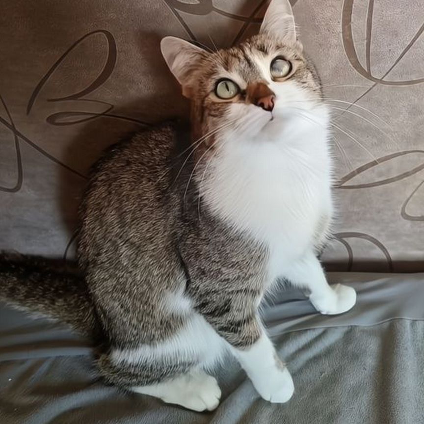 Взрослая, кошка в добрые руки