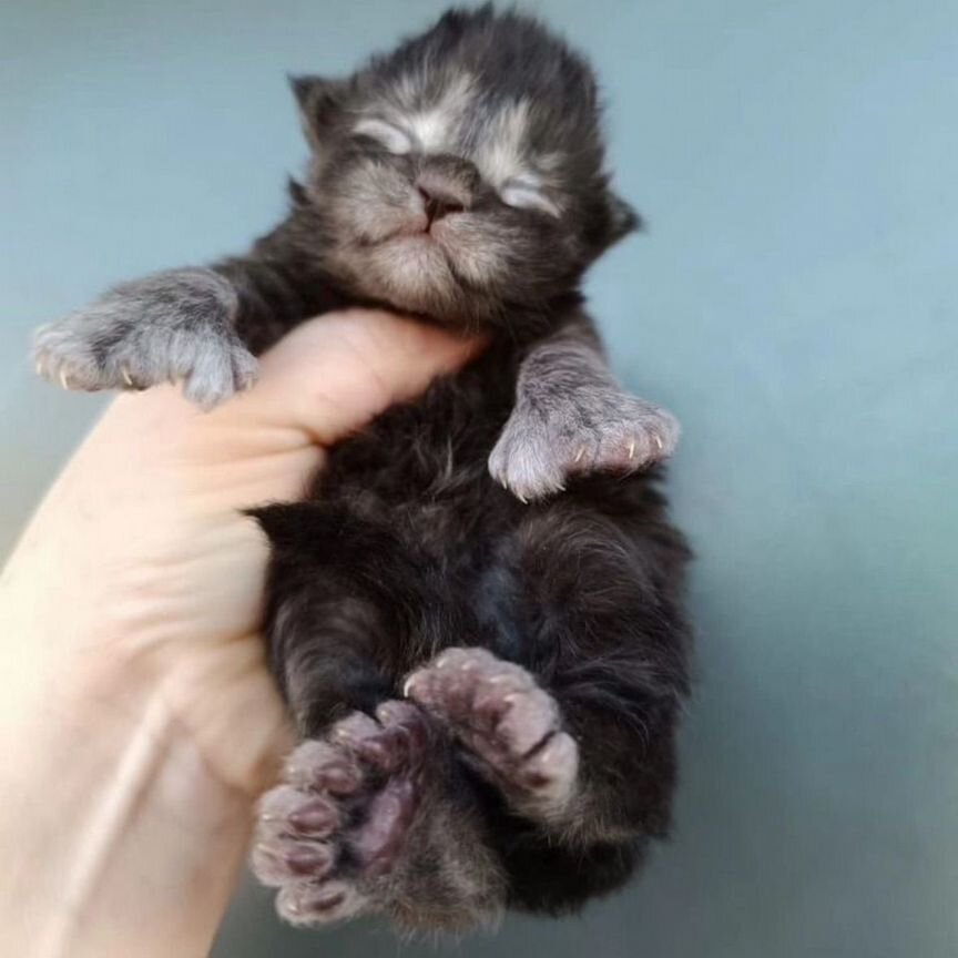 Котенок Мейн-кун черный дым мальчик