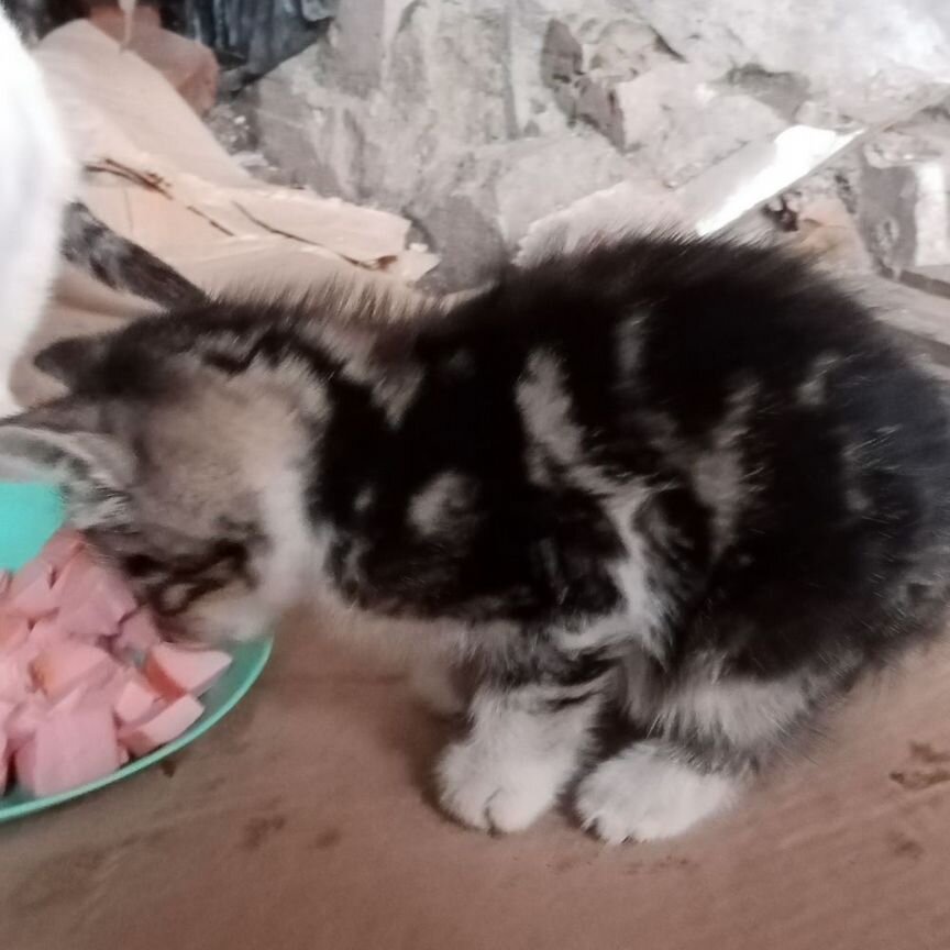Котенок