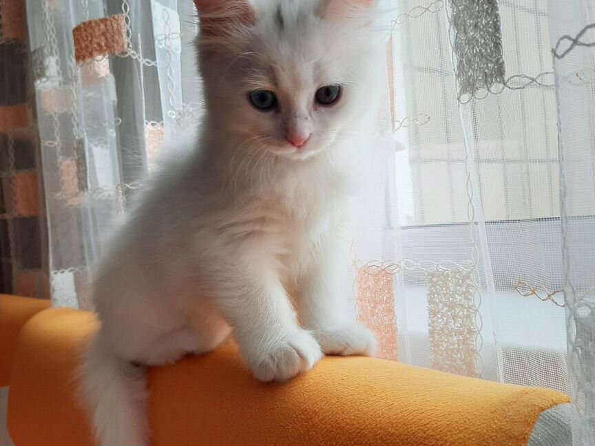 Британские котята