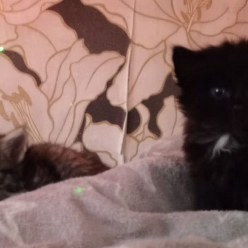 Отдам кошек в добрые руки