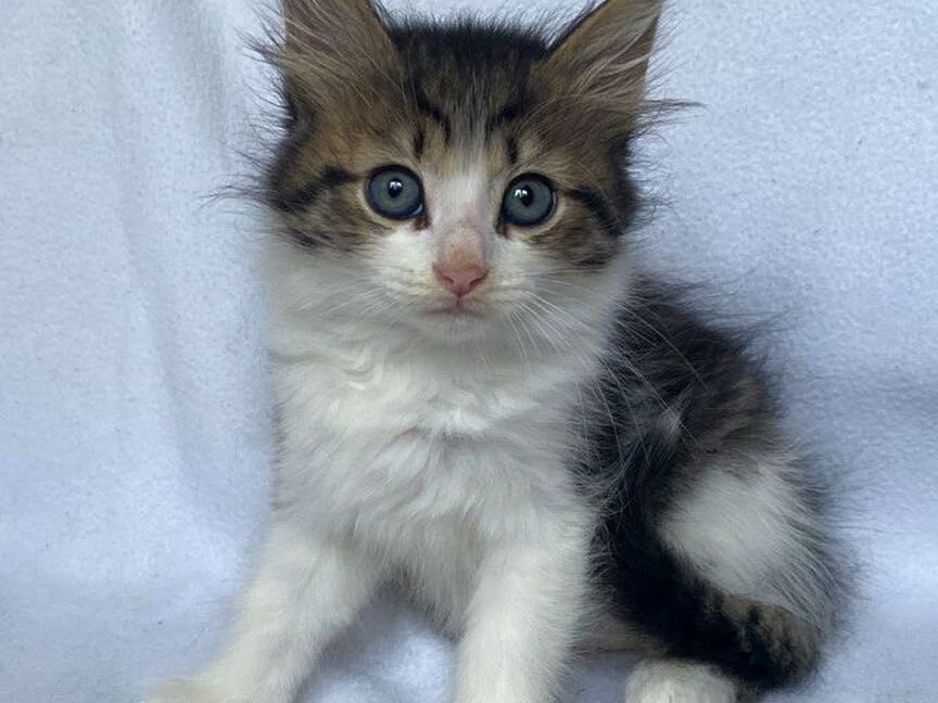 Красивый котенок