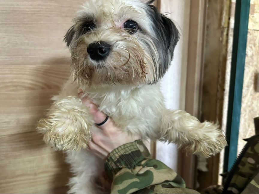 Бивер йорк мальчик