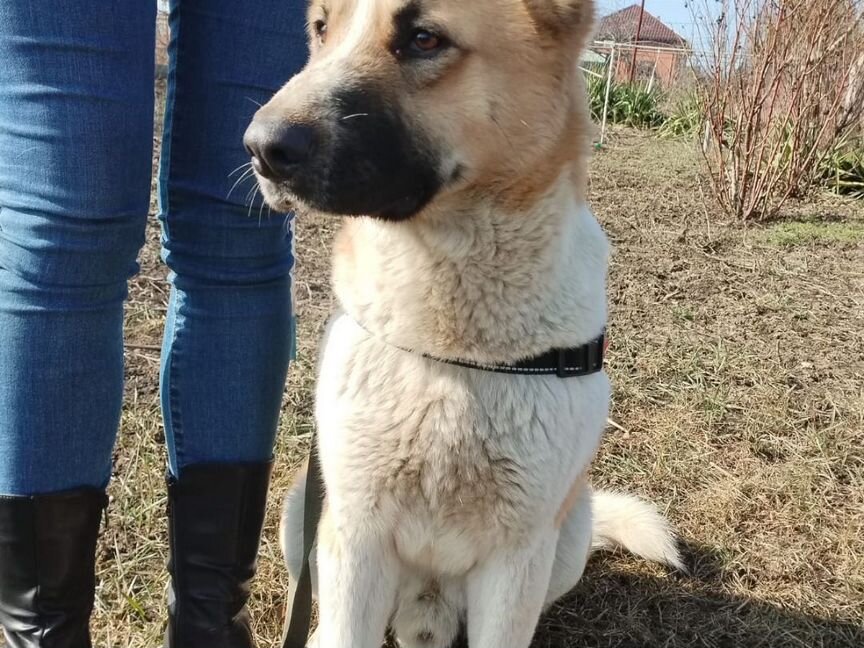 Собака