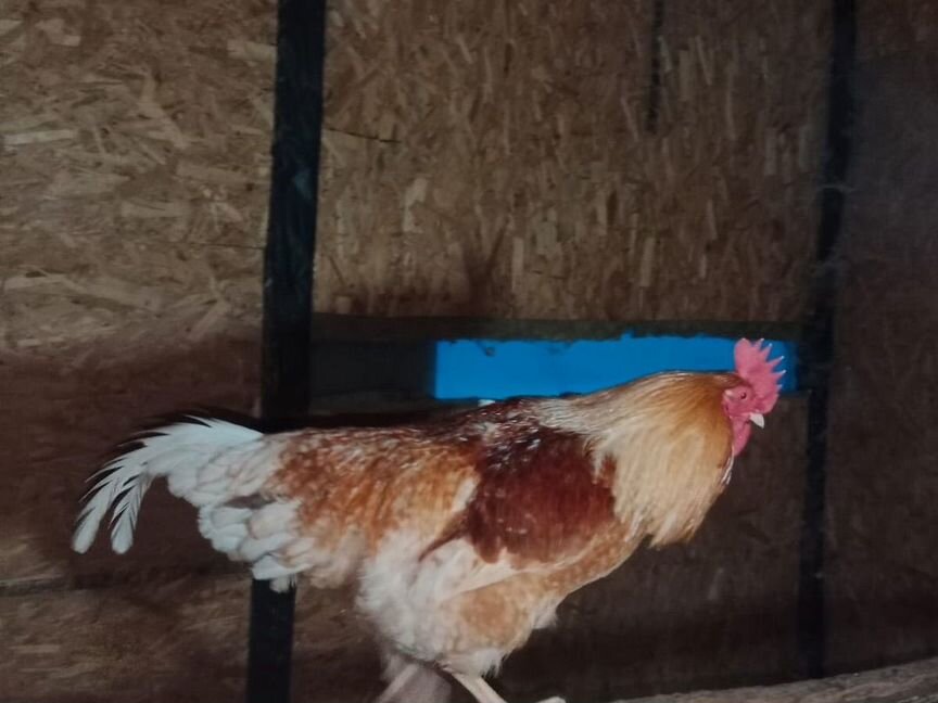 Молодые петухи