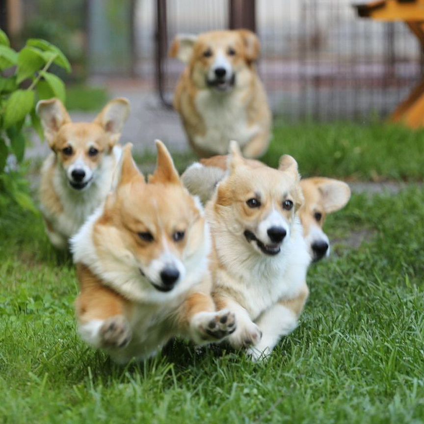 Вельш-корги пемброк