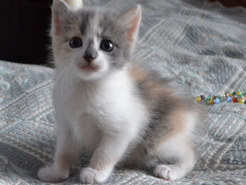 Отдам котенка в добрые руки