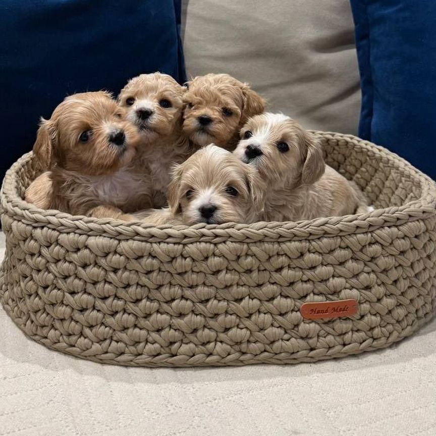 Мальтипу, щенок