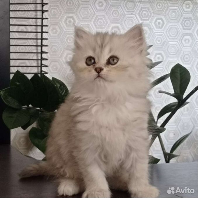 Котята персидской шиншиллы