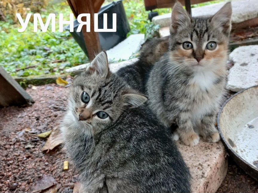 Двухмесячные котята