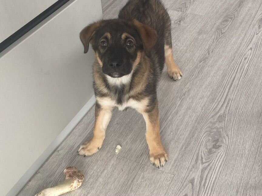 Щенок в добрые руки бесплатно