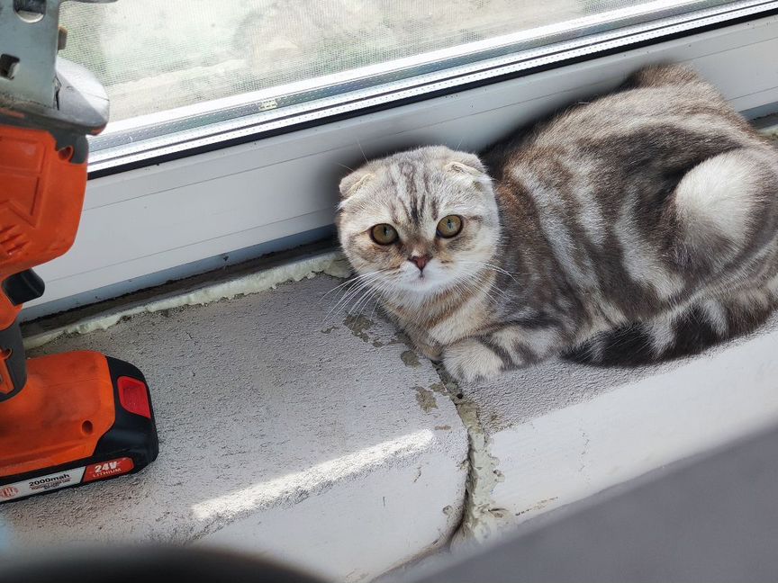 Породистая кошечка
