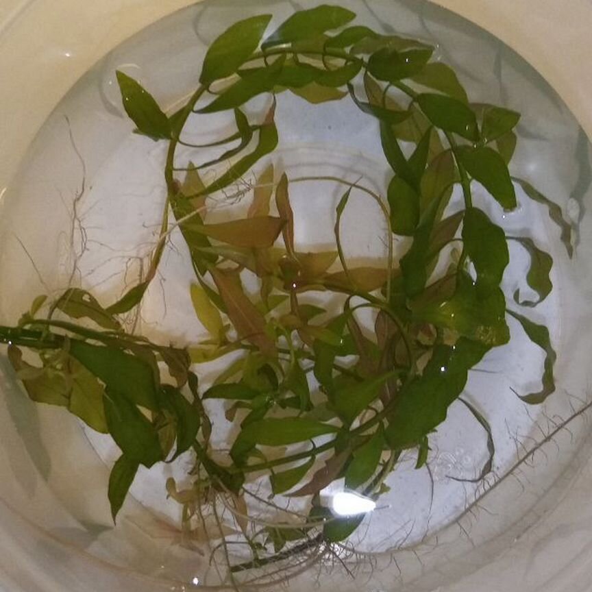 Аквариумные растения прополка