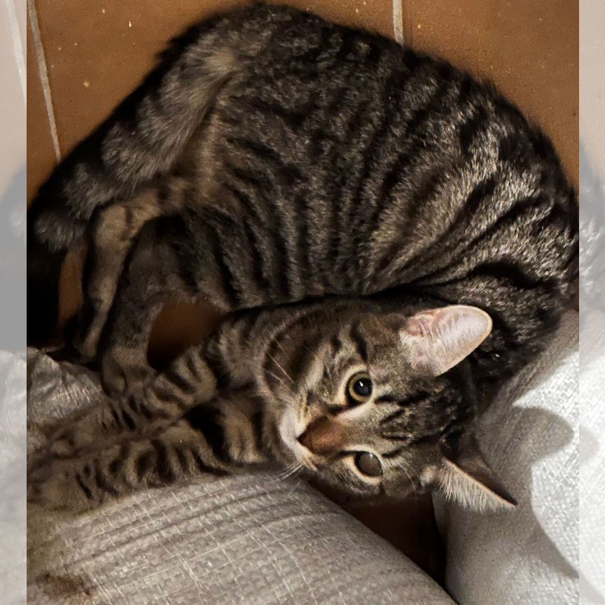 Котёнок в добрые руки