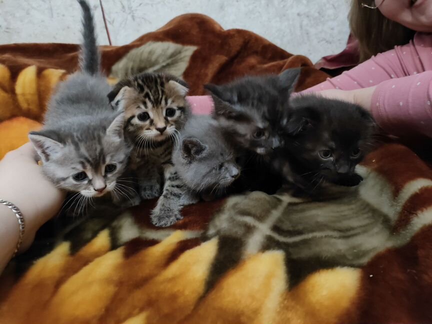 Шотландские котята
