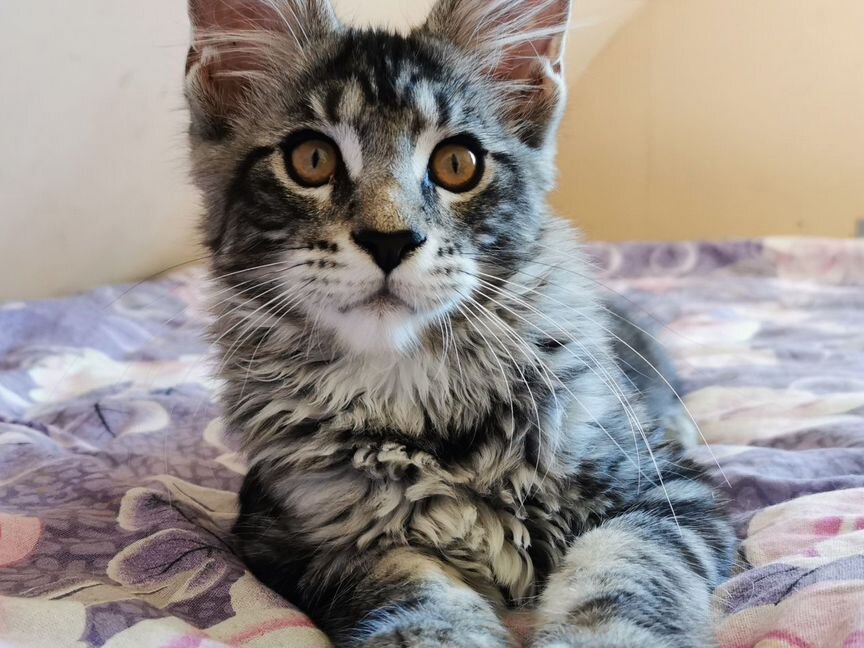 Мальчик мейн кун. 3,5 месяца