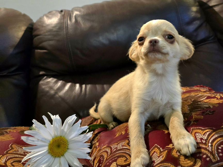 Самый обаятельный щенок-Мальчик кремовый