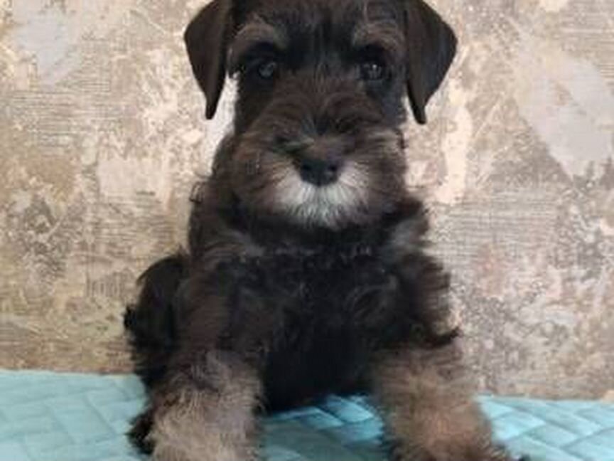 Щенки цвергшнауцера окрас черный с серебром