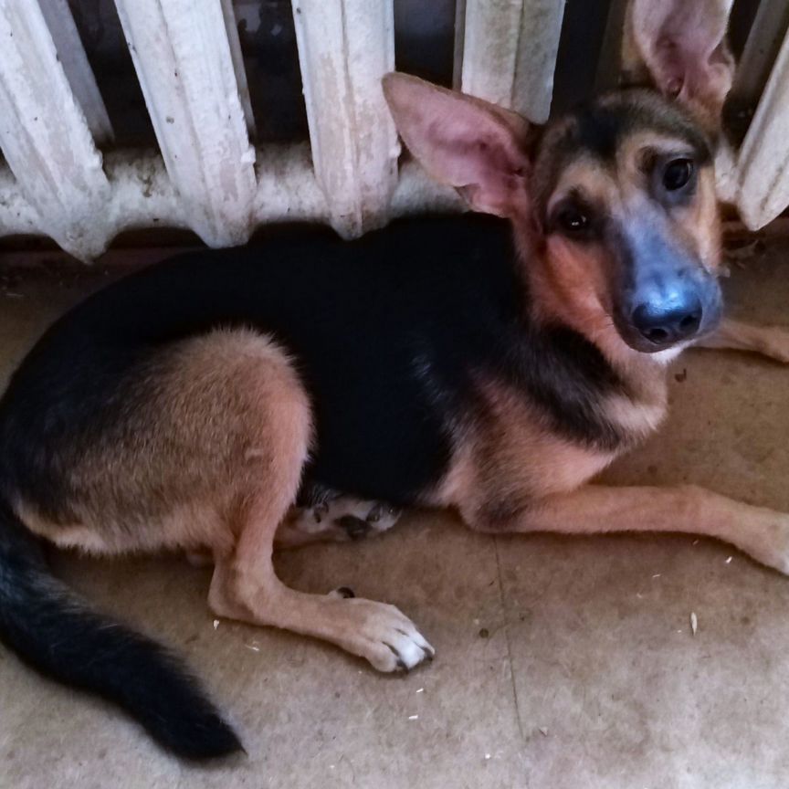 Немецкая овчарка, щенок