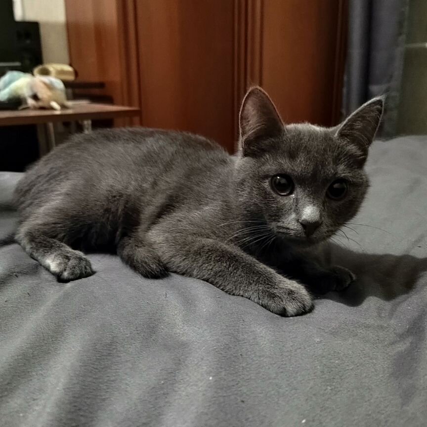 Котёнок в добрые руки