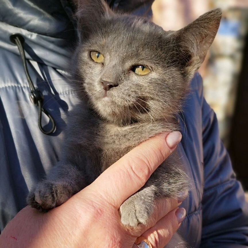 Милые котятки