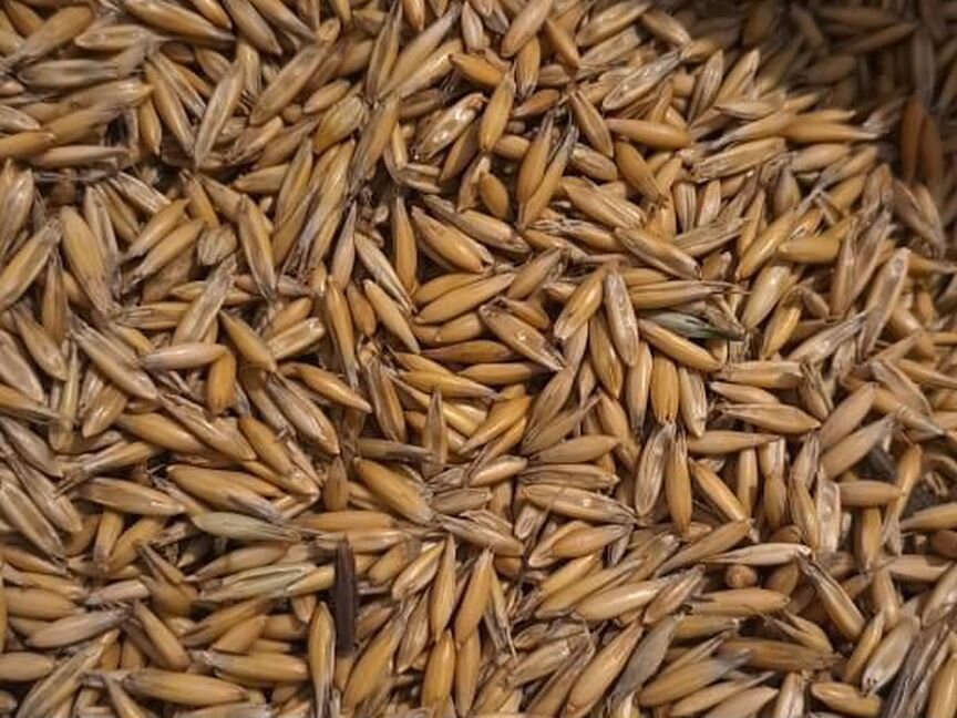 Овес фуражный