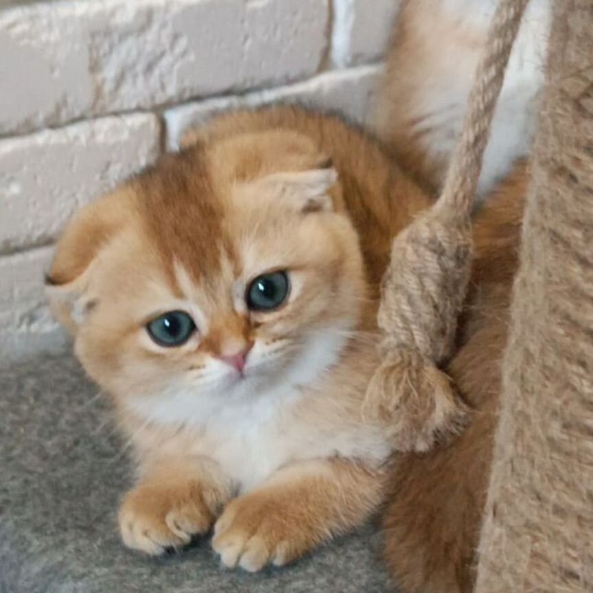 Шотландский вислоухий длинношёрстный котёнок