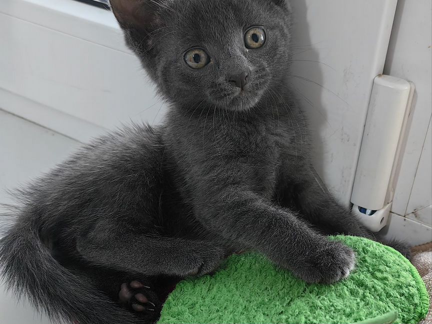 Русская голубая кошка