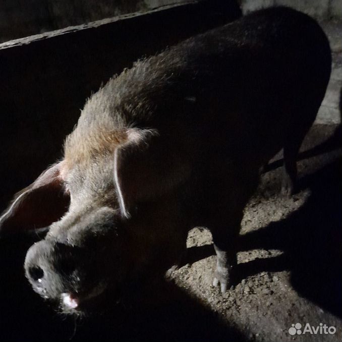 Чистокровный дюрок