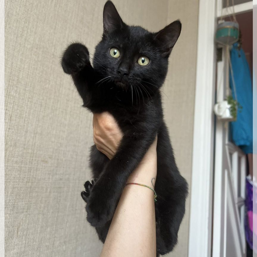 Котёнок в добрые руки