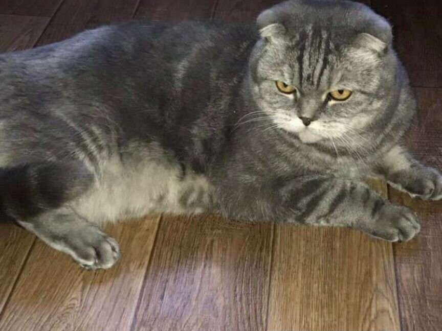 Шотландская вислоухая кошка, 8 лет бесплатно