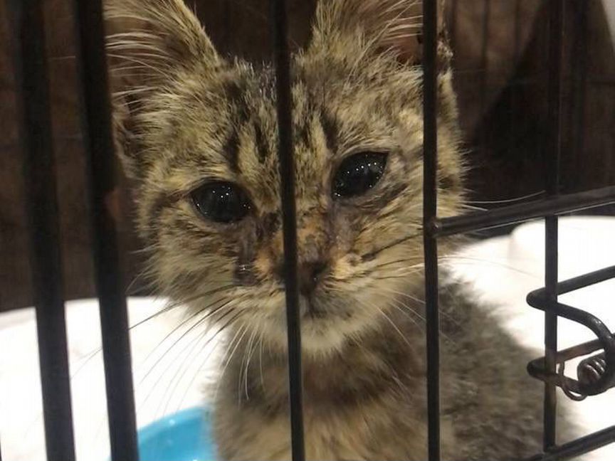 Нужен куратор который будет заниматься котёнком