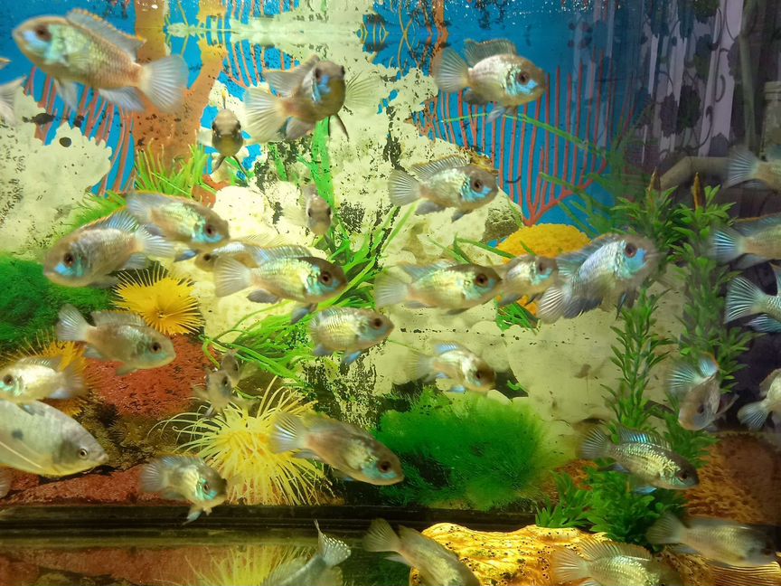 Продаём красивых рыбок нанакара неоновая блю