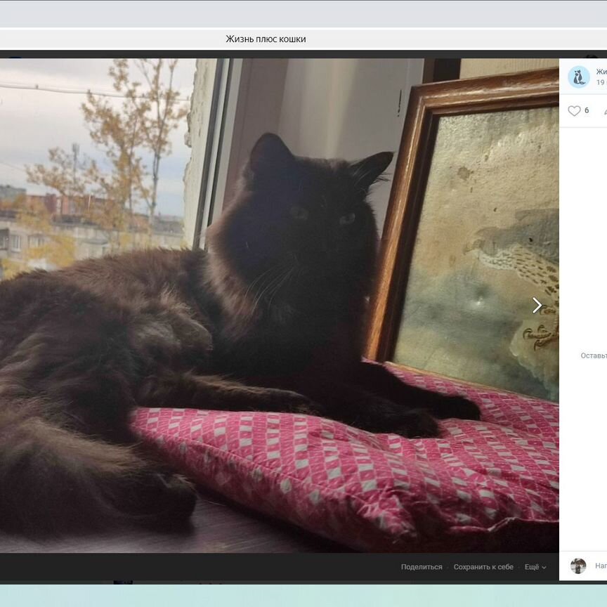 Огромный пушистый черный кот