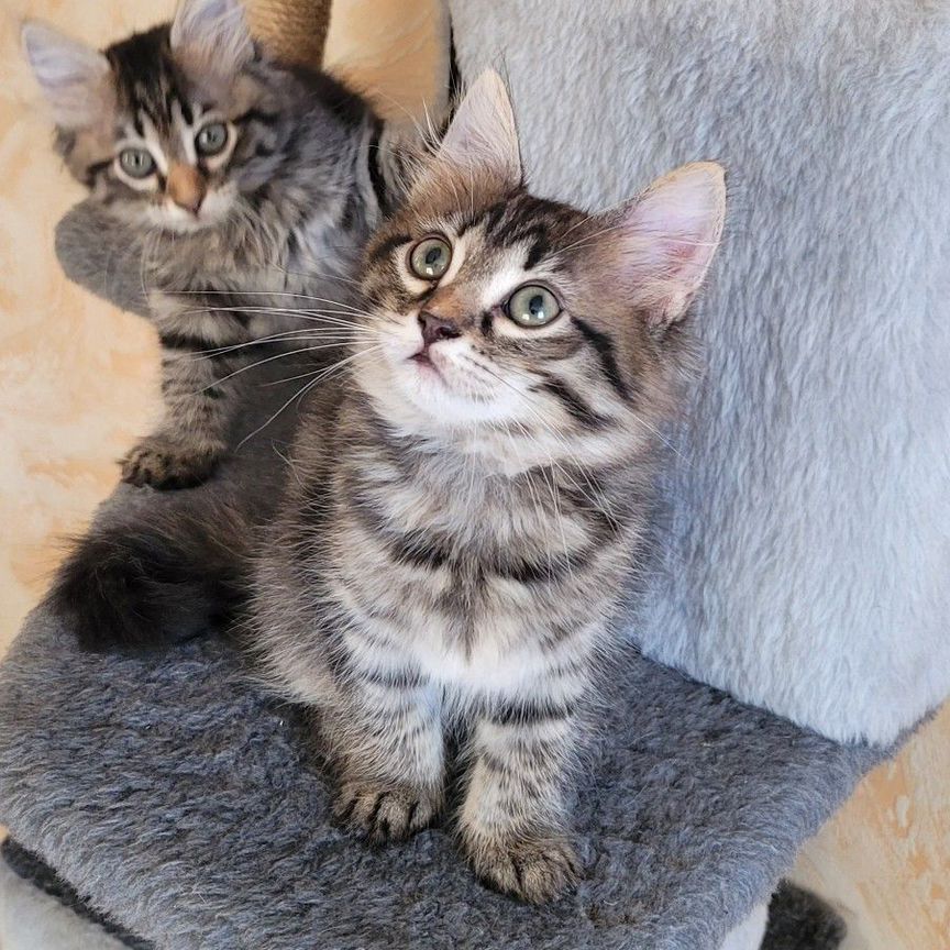 Сибирский котёнок