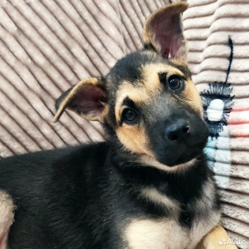 Щеночек мини овчарка