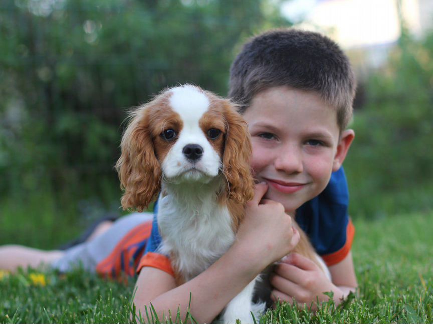 Кавалер кинг чарльз спаниель
