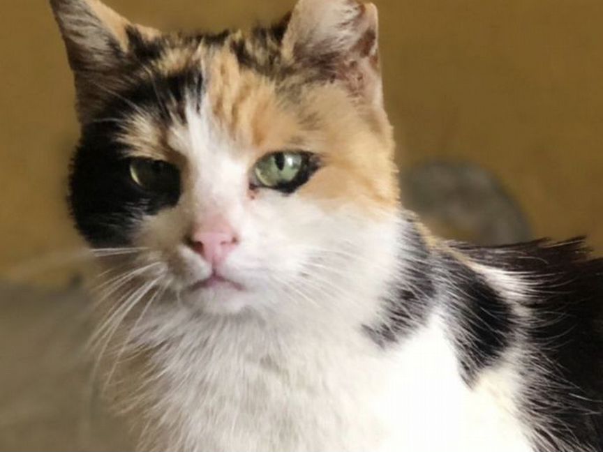 Кошка мега ласковая хочет жить в добрые руки