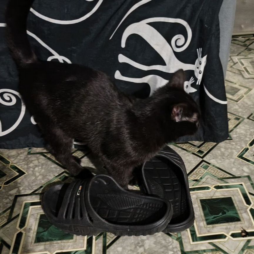 Котёнок от частного владельца