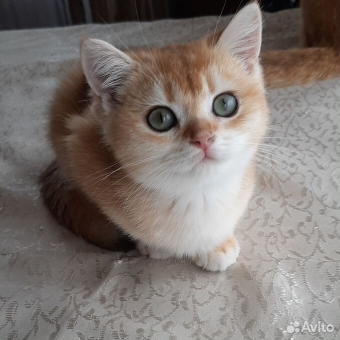 Девочка британка Bonni BRI ny 12