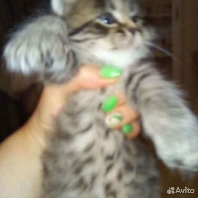 Продам шотландцев, мальчик и девочка, 1 месяц