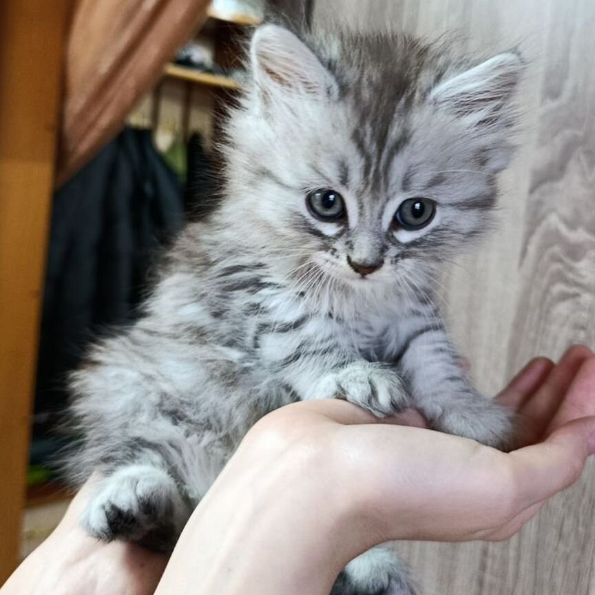 Котёнок в добрые руки
