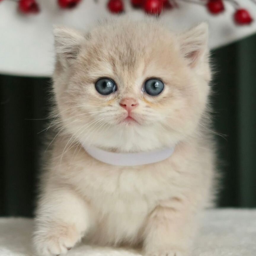Британский короткошёрстный котёнок