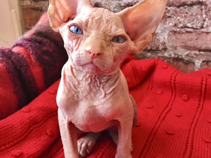 Котёнок канадский сфинкс бамбино Лонг Мальчик