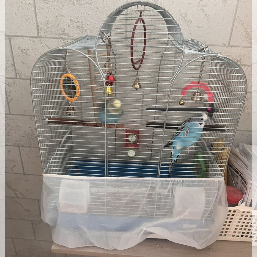 Волнистый попугай