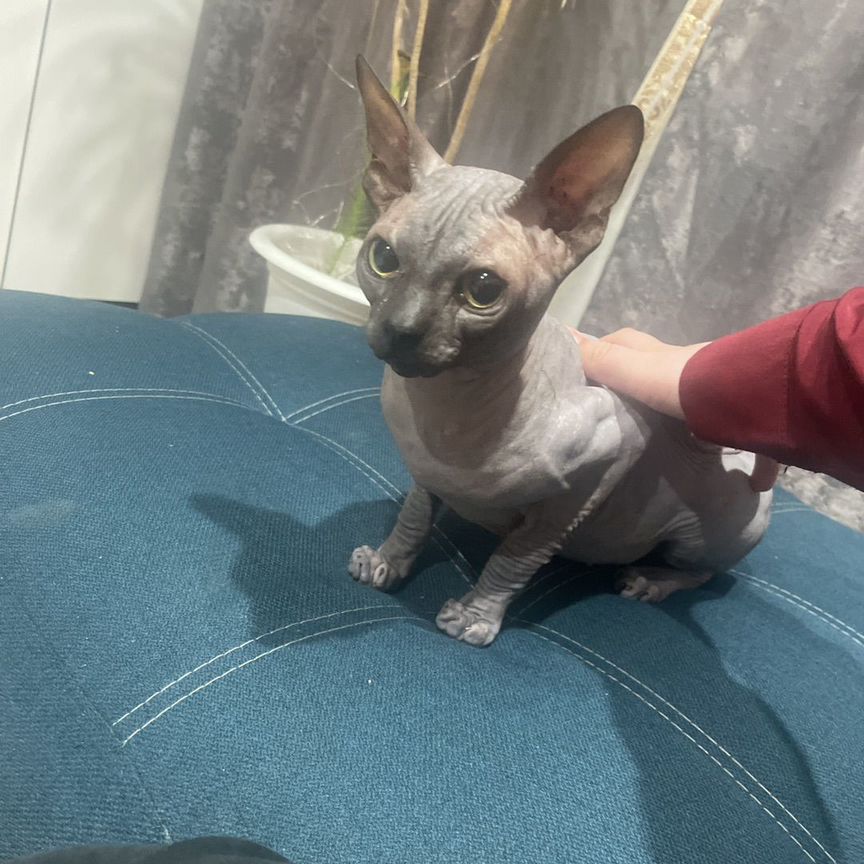 Продам кота осеменителя