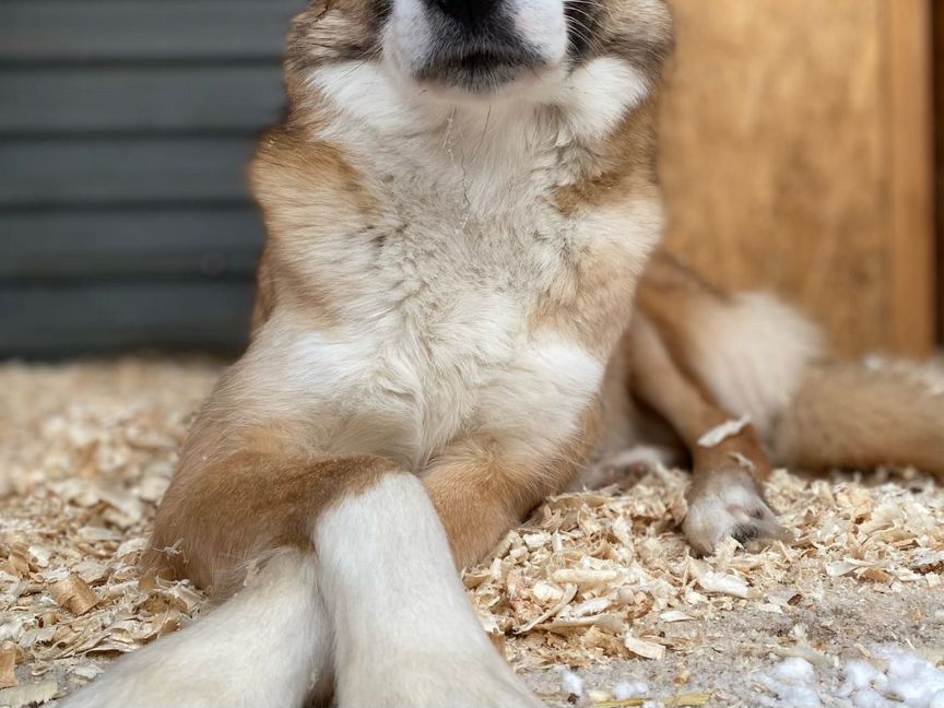 Собака Каспер