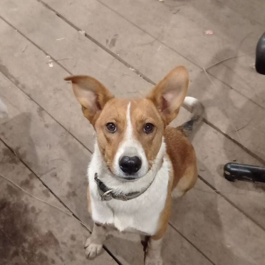 Собака в добрые руки отдам бесплатно