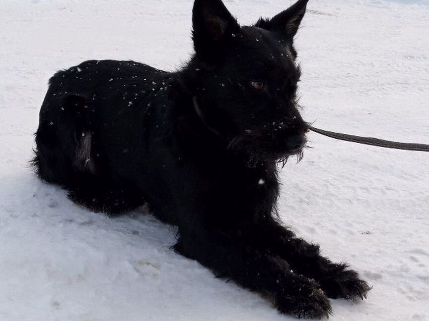 Чара ищет семью