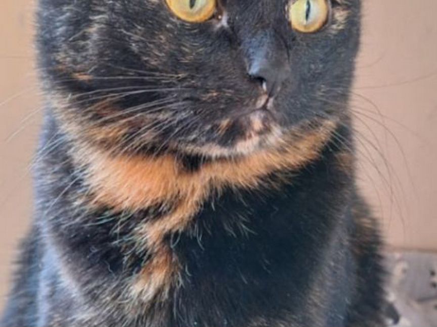 Очаровашка ищет дом